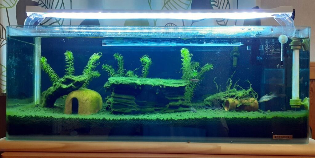 【GEX】60cmスリム水槽に最適なフィルターはコレ【イーロカ】 | ならず者青年漂流記