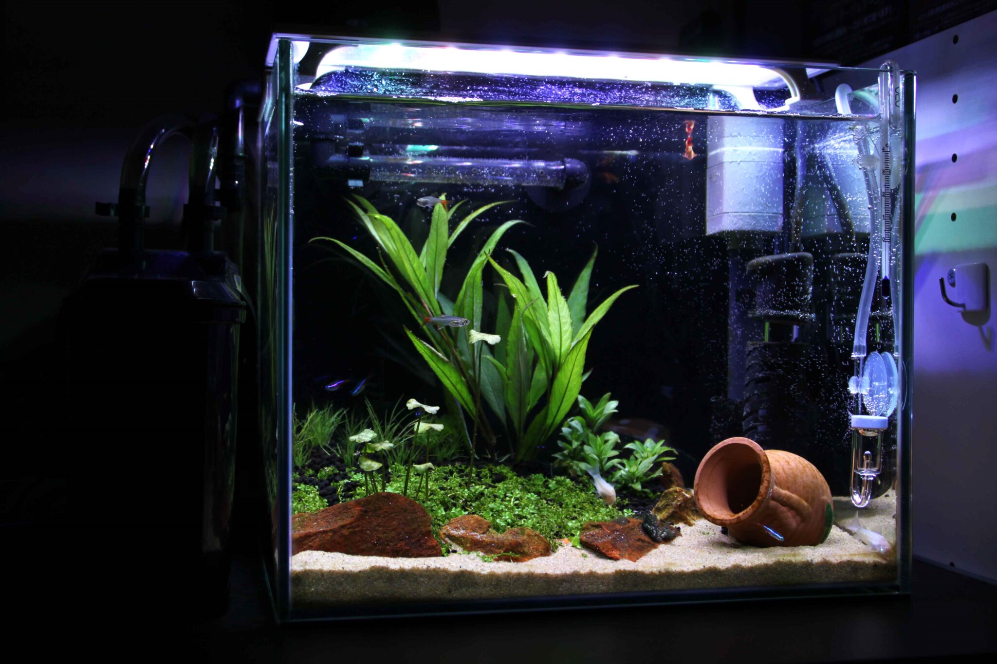 GEXグラステリア300のレビューと初心者に最適な水槽サイズについて | ならず者青年漂流記