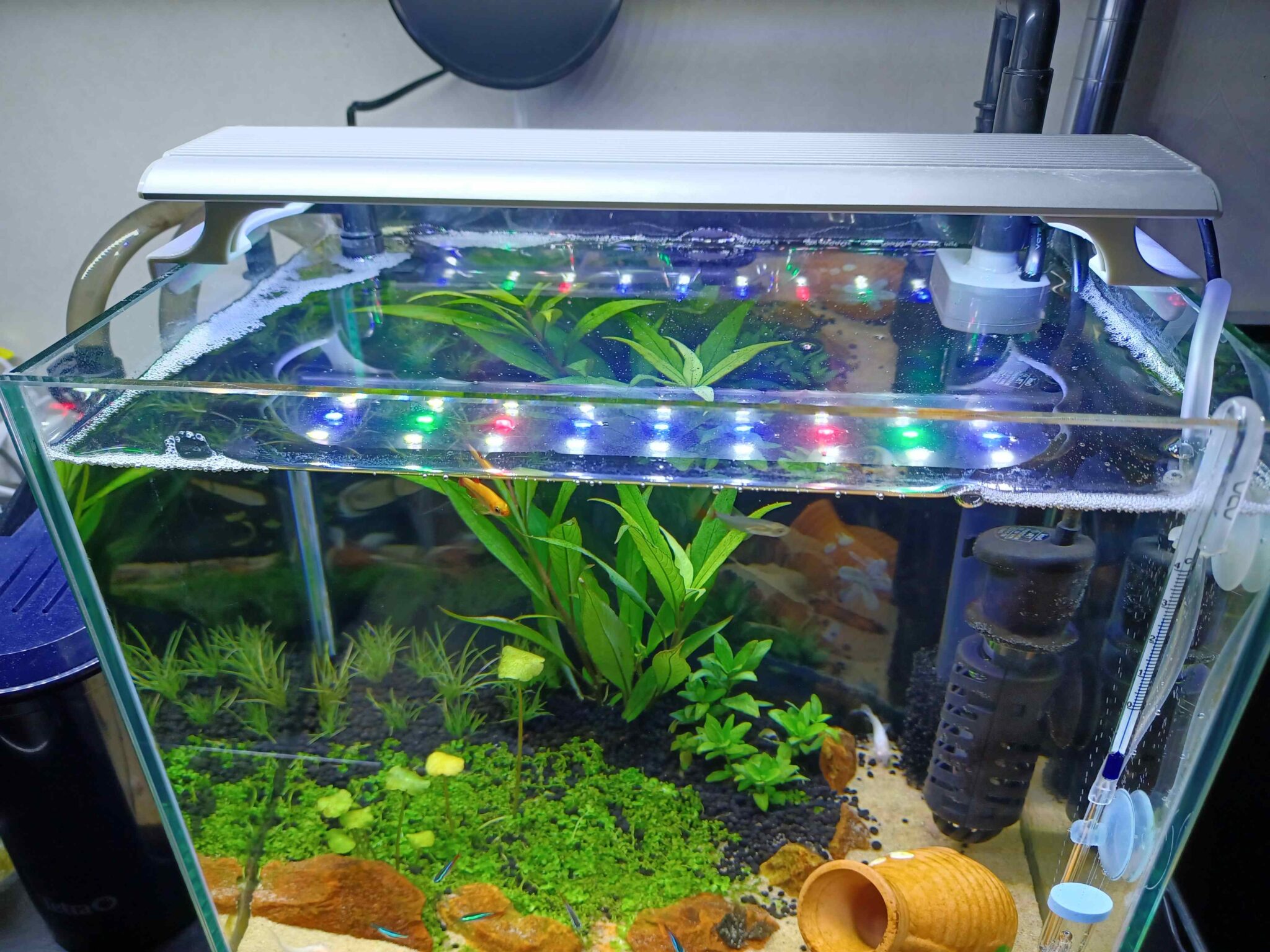 GEXグラステリア300のレビューと初心者に最適な水槽サイズについて | ならず者青年漂流記